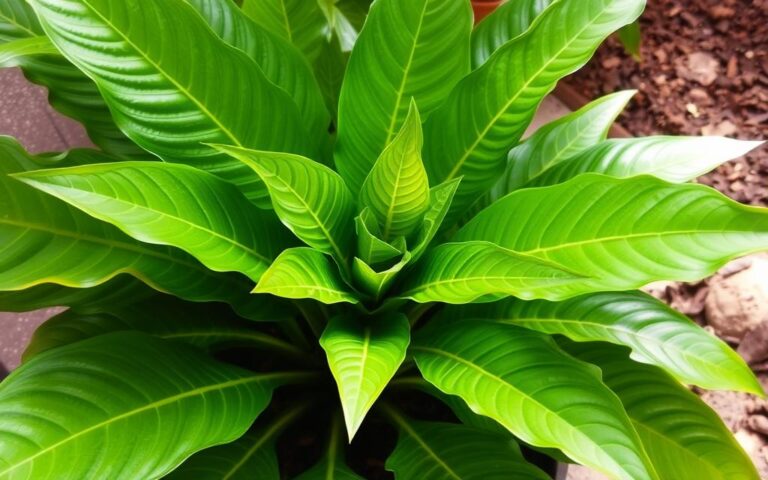 Batana Plant: Medical Benefits And Secrets Of Growing It At Home